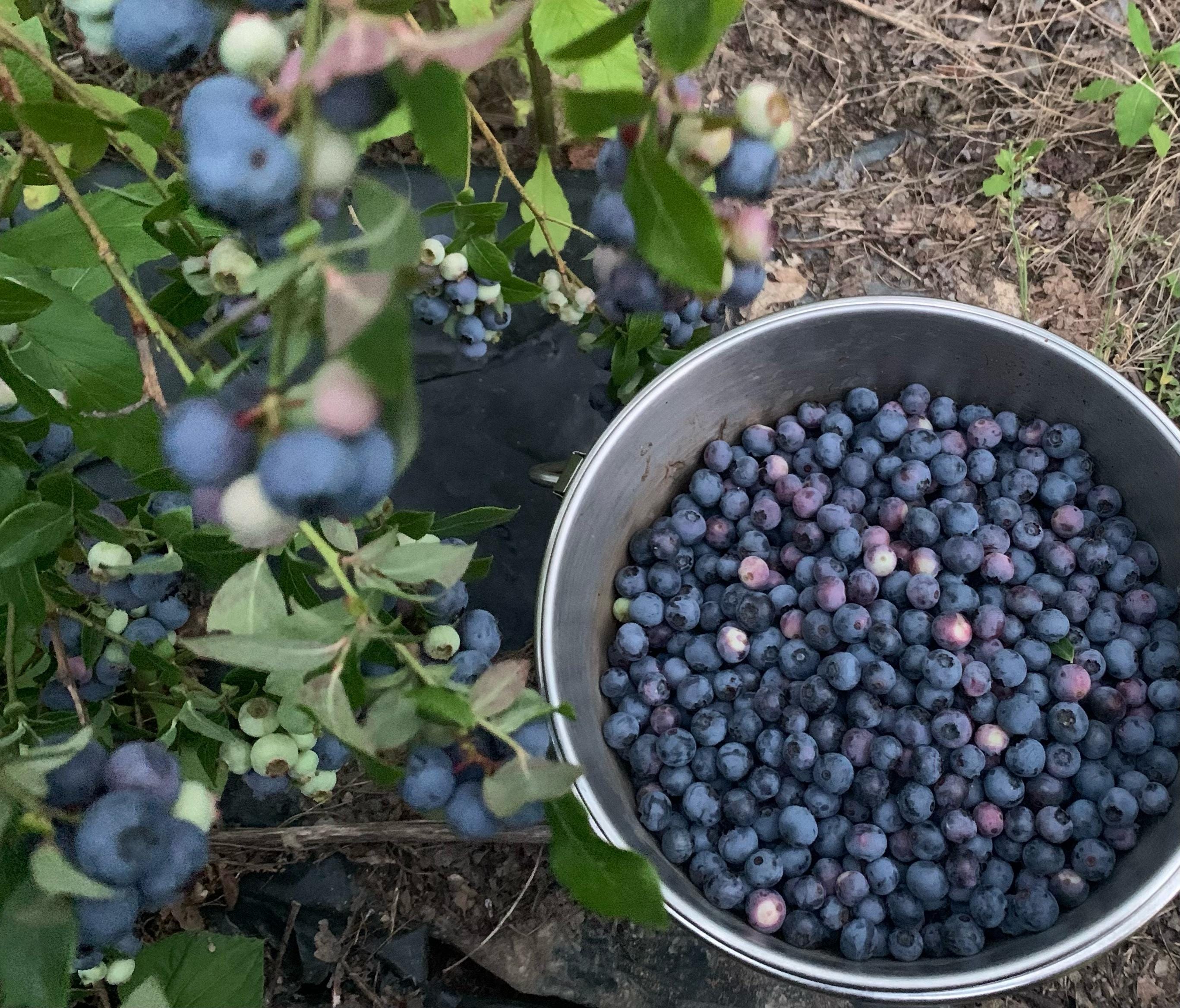 Raspberry Seeds British Columbia Highbush Blueberry Plant Seeds - 50 ...