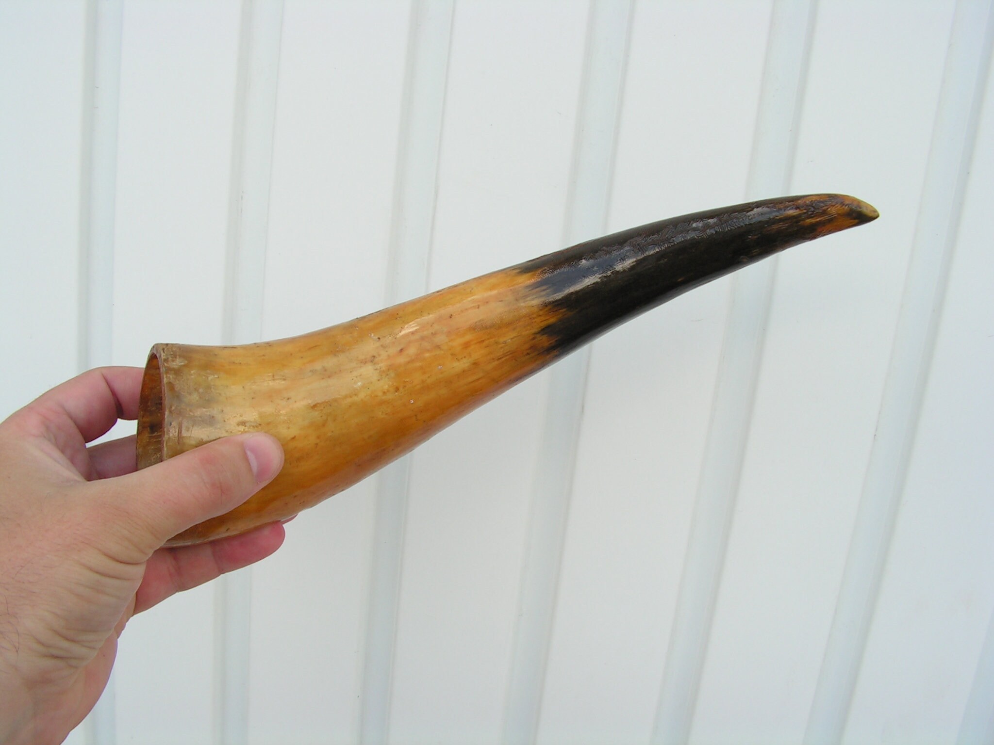Taxidermy & Curiosities Home & Living Home Décor Cow horn Bull horn ...
