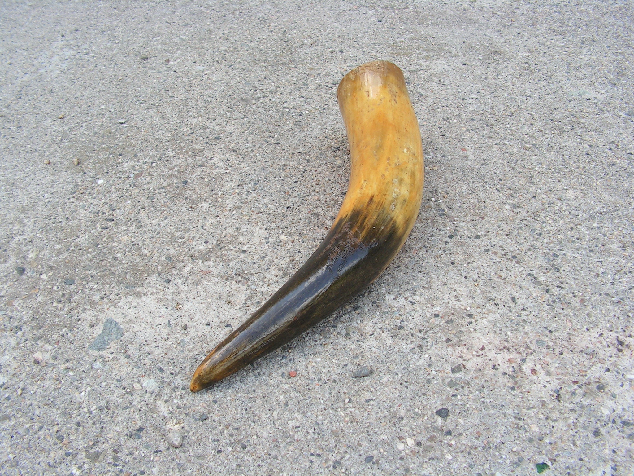 Taxidermy & Curiosities Home & Living Home Décor Cow horn Bull horn ...