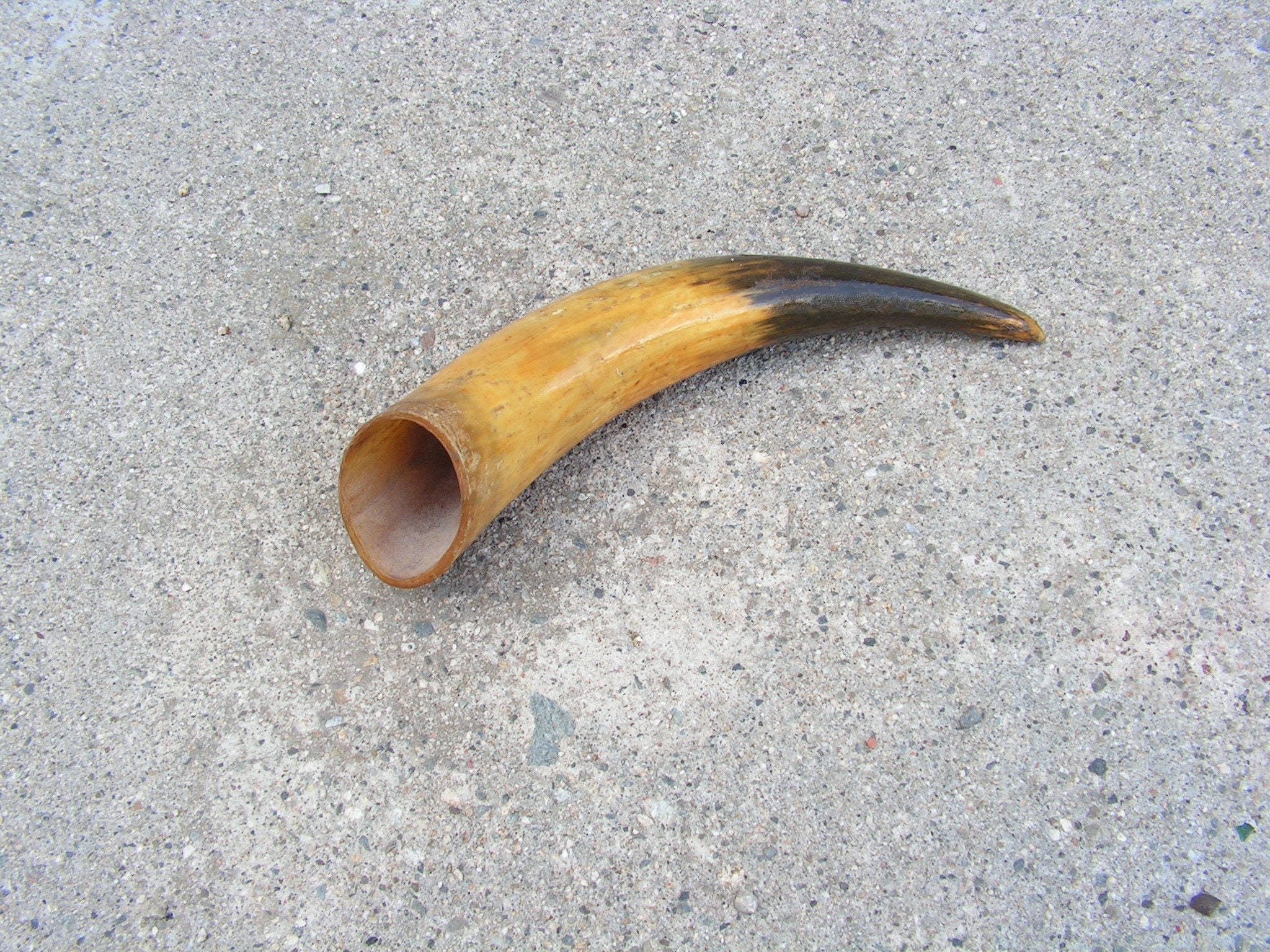 Taxidermy & Curiosities Home & Living Home Décor Cow horn Bull horn ...