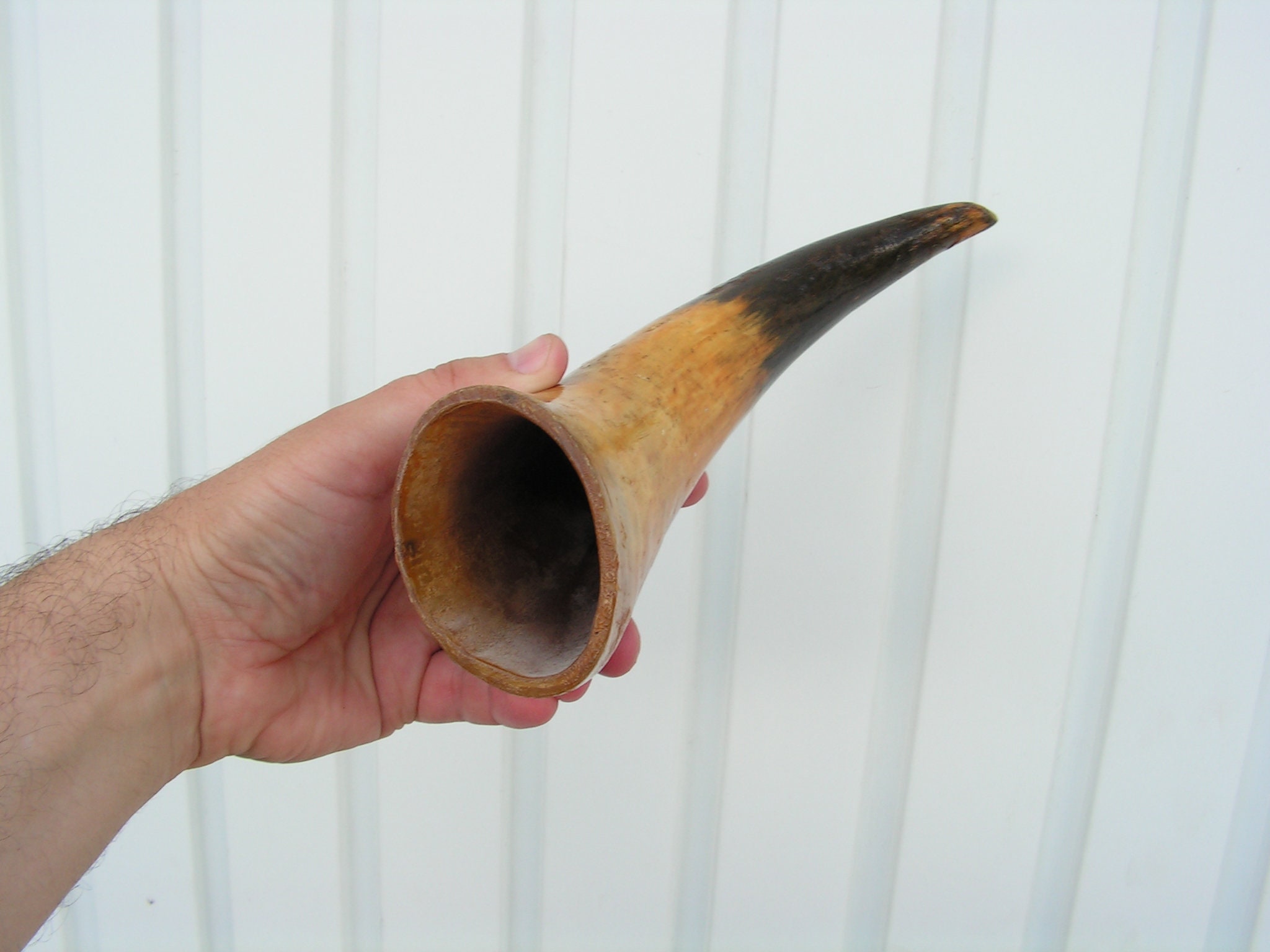 Taxidermy & Curiosities Home & Living Home Décor Cow horn Bull horn ...