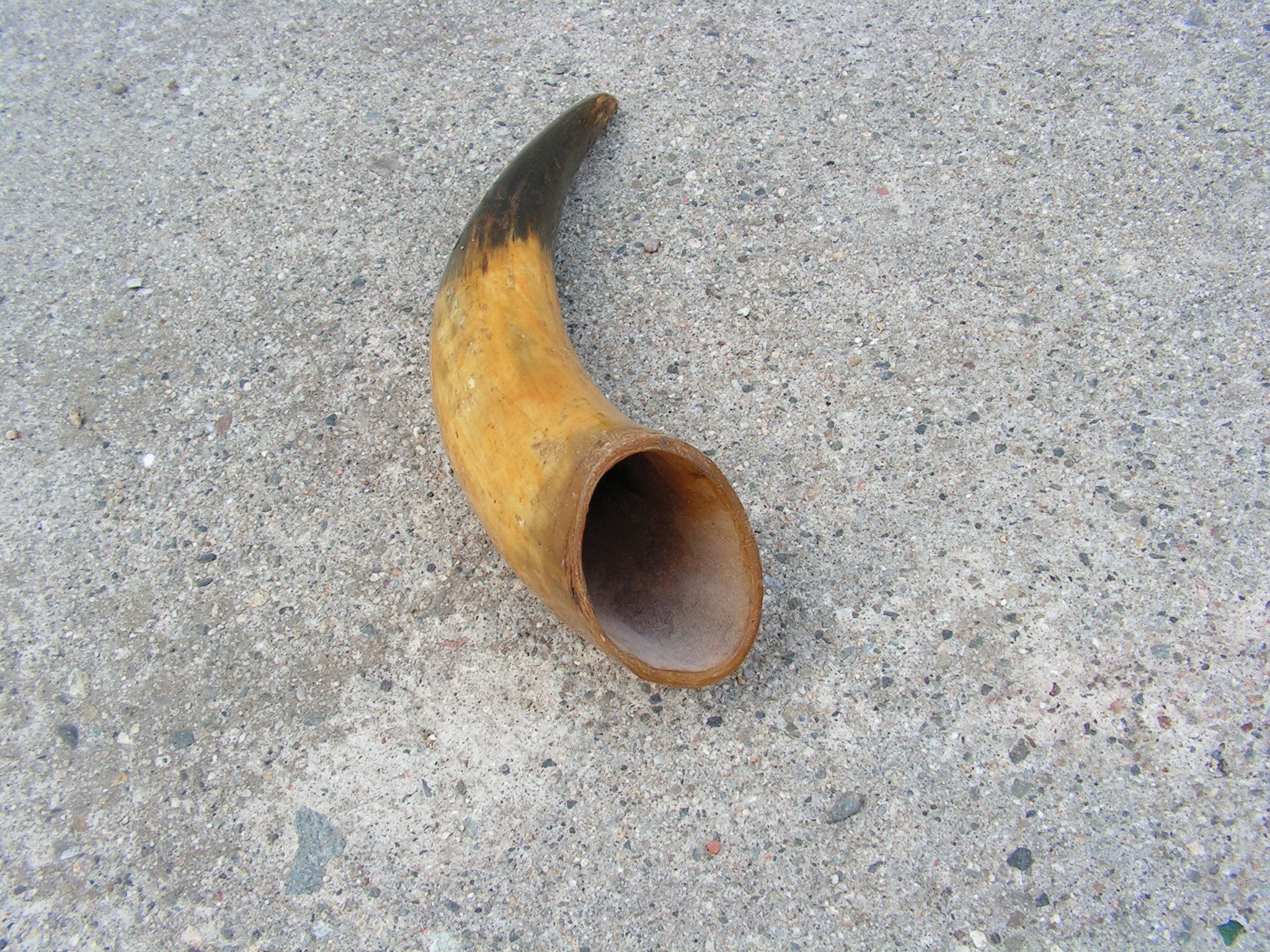 Taxidermy & Curiosities Home & Living Home Décor Cow horn Bull horn ...