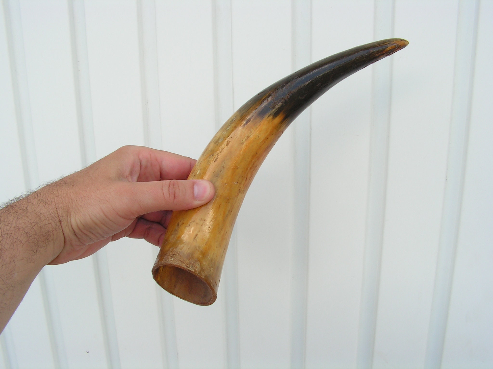 Taxidermy & Curiosities Home & Living Home Décor Cow horn Bull horn ...