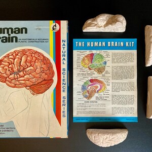 Vintage 1973: the Lindberg Line Human Anatomy Models - Etsy