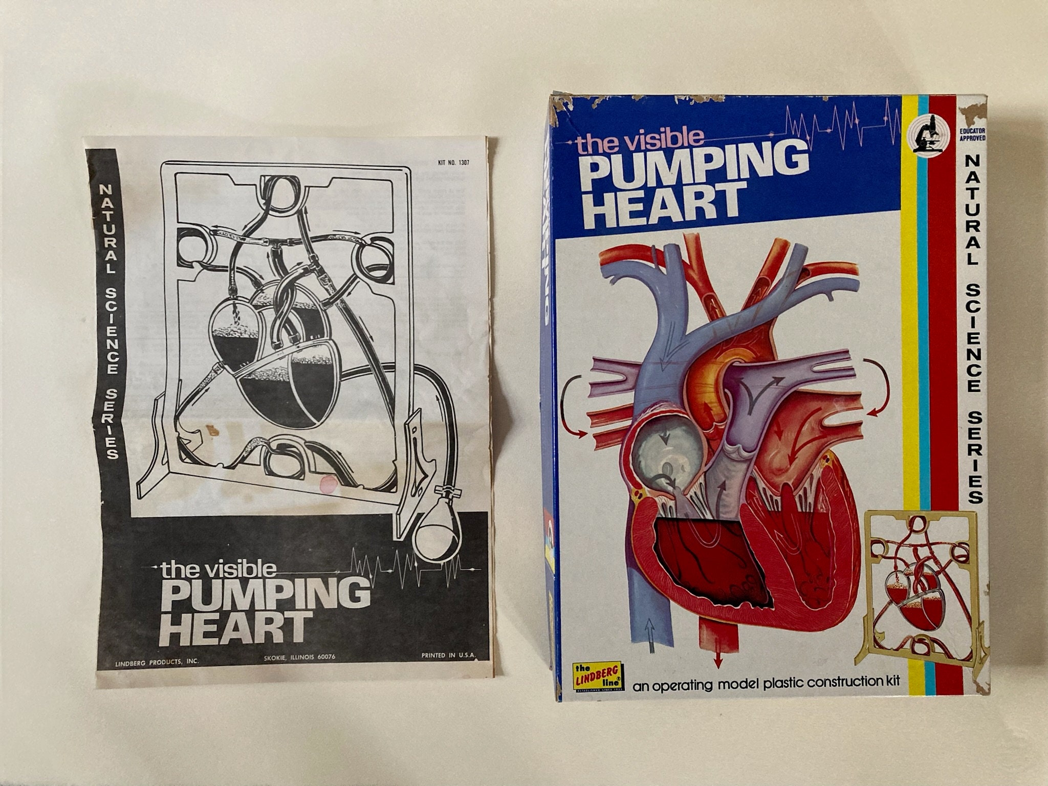 Vintage 1973: the Lindberg Line Human Anatomy Models - Etsy