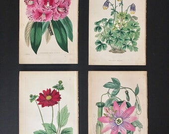 Original Botanical | Etsy