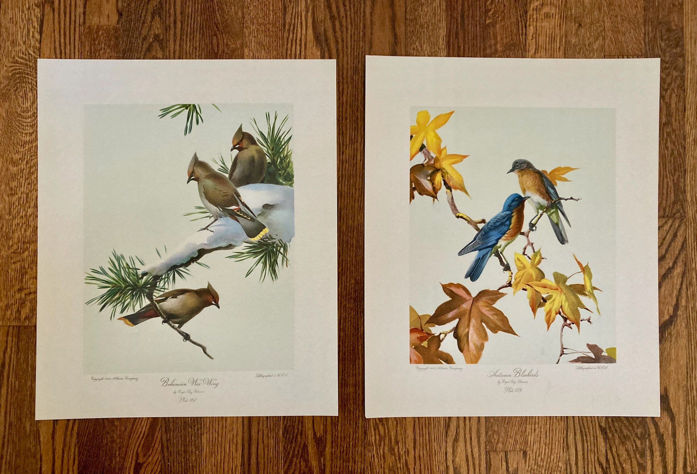 Bird Lithographs - Etsy