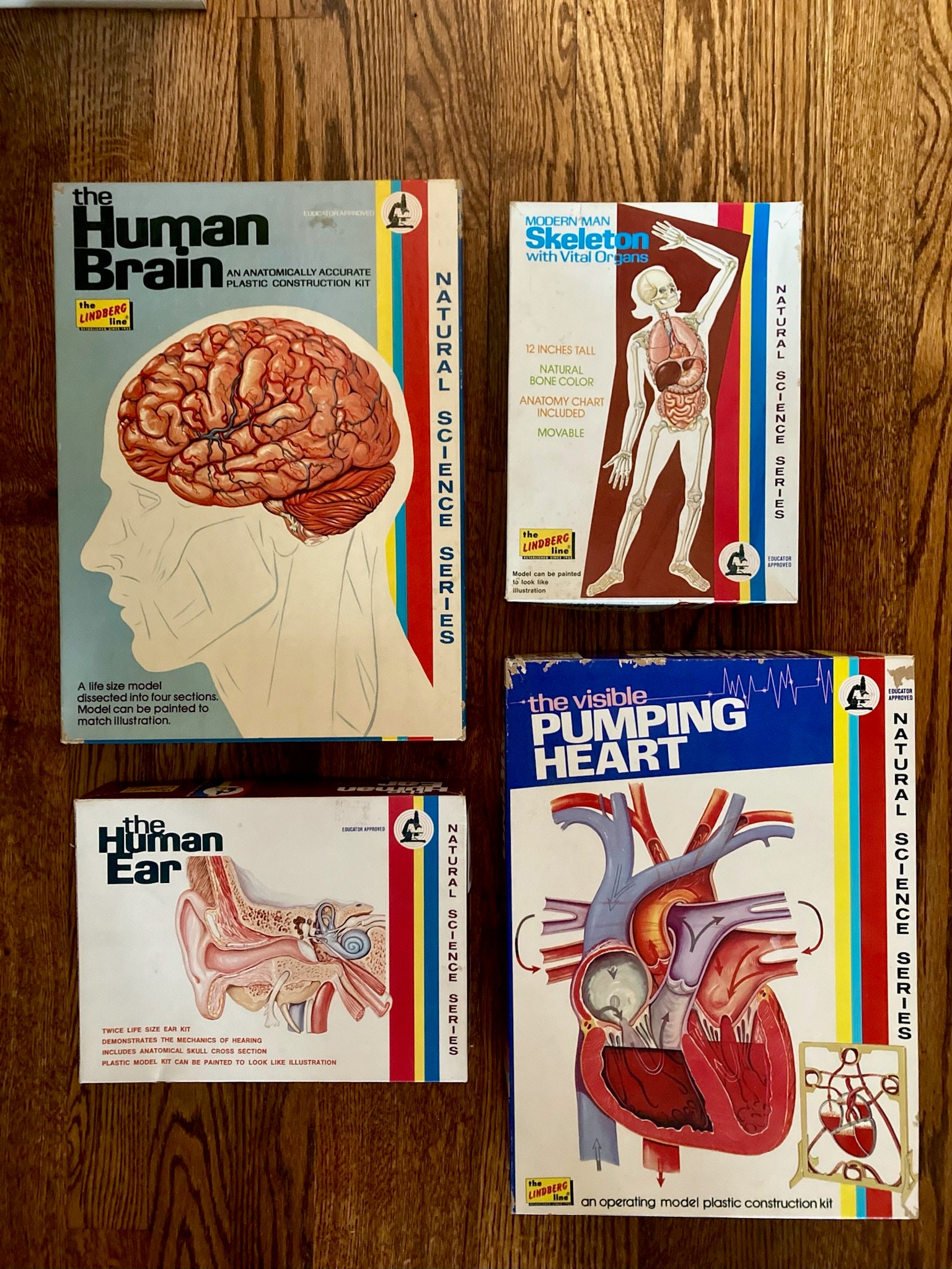 Vintage 1973: the Lindberg Line Human Anatomy Models - Etsy