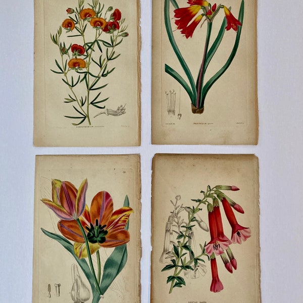 Botanical Plates - Etsy