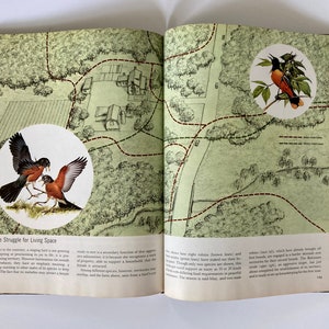 What Makes a Bird A Bird All About Birds. 4 Vintage Books. - Etsy