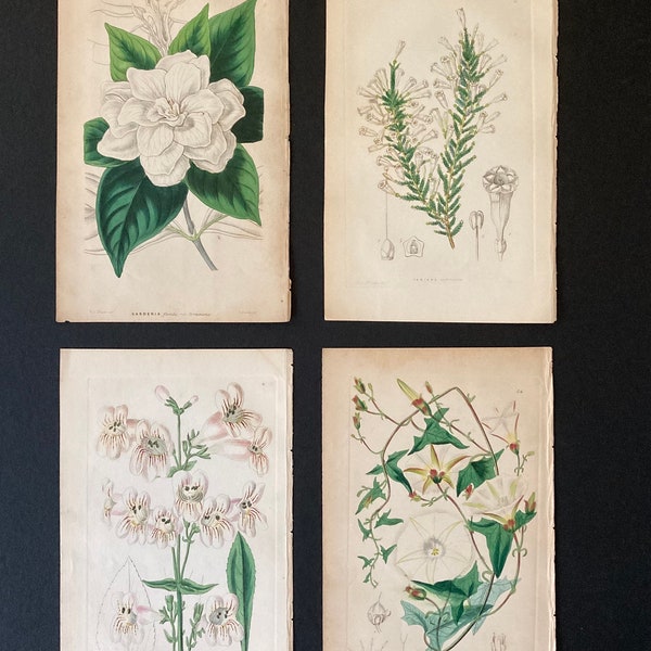 Botanical Plates - Etsy