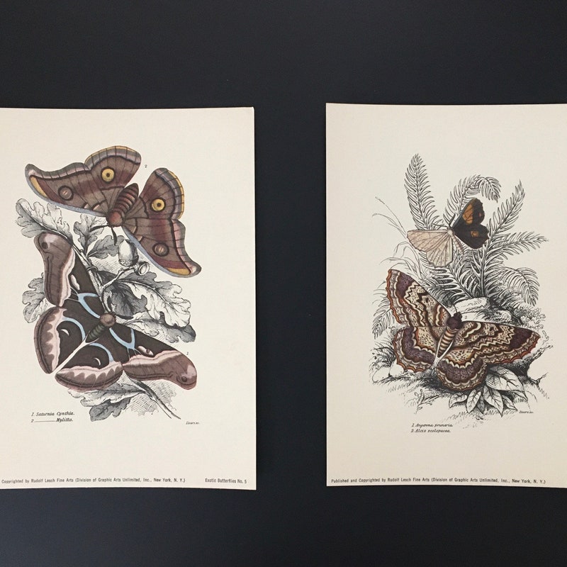 Butterfly Lithograph - Etsy