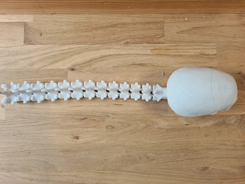 Articulated Skull & Spine Predator Trophy - Etsy