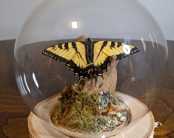 Glass Dome With Butterfly - Etsy