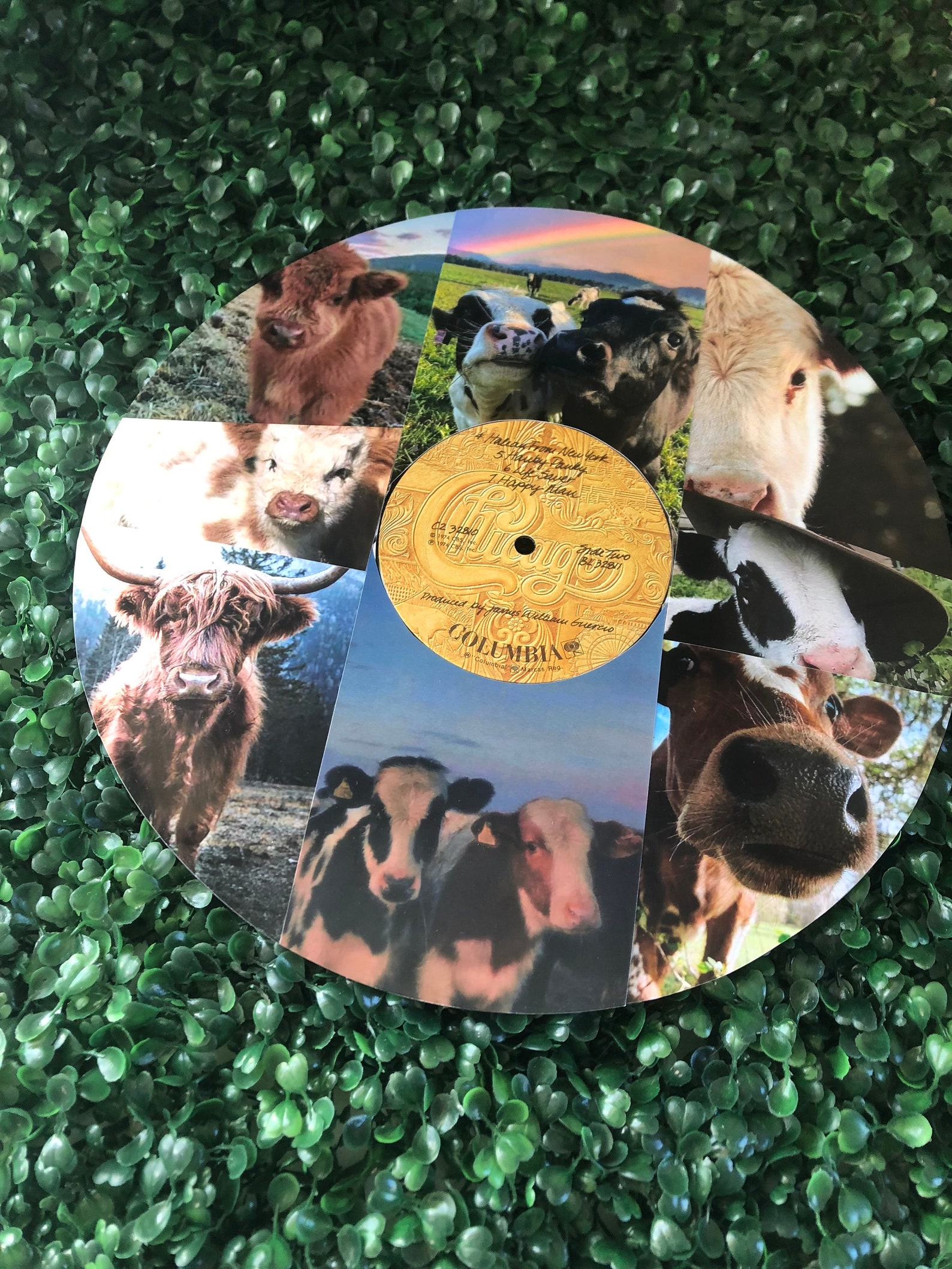 Fluffy Cows/ Western Cows/ Cute Cow/ Custom Vinyl Records/ Personalized ...
