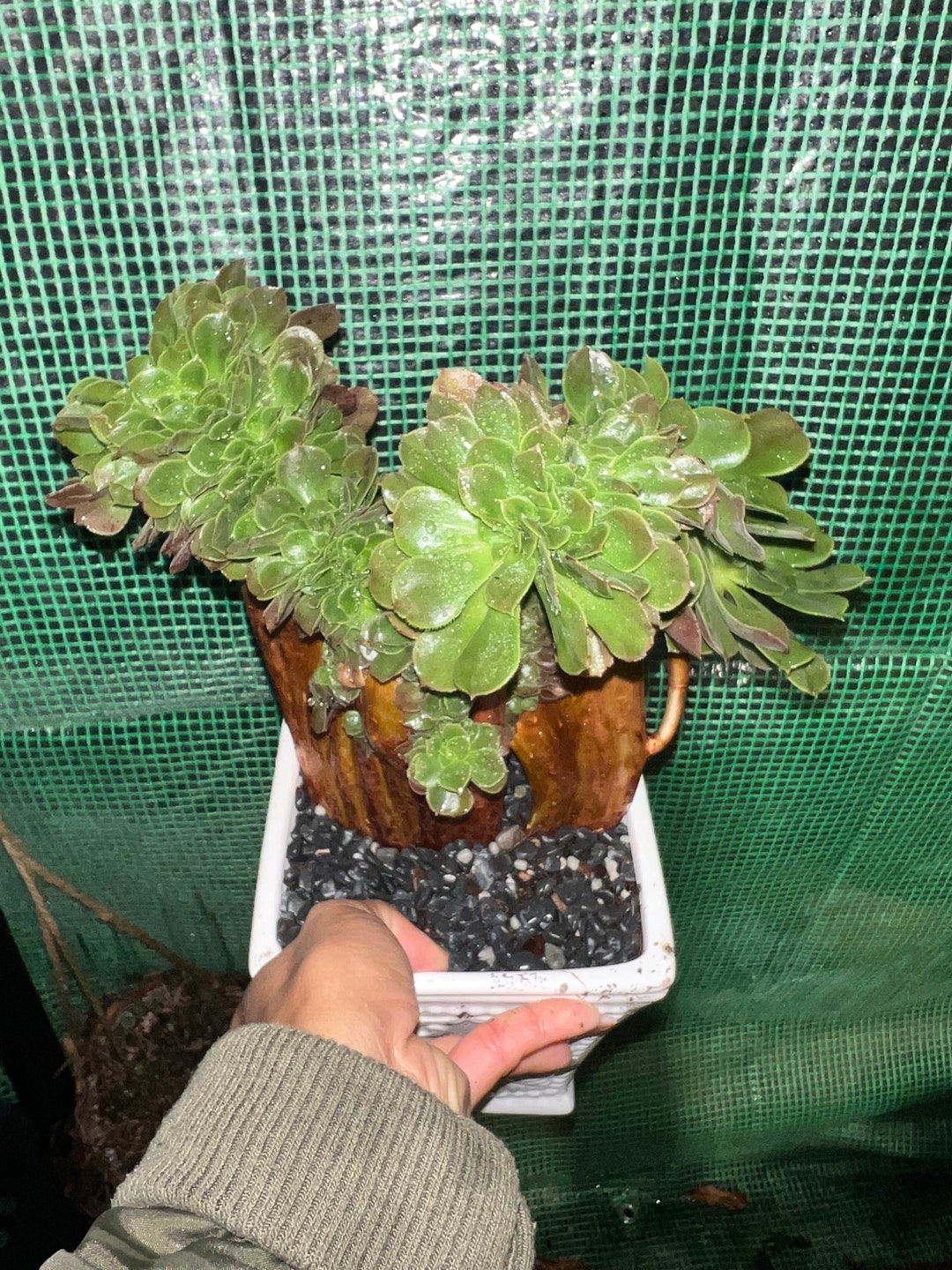 Rare Aeonium Crested Rare Korean Succulents Rare Succulent - Etsy