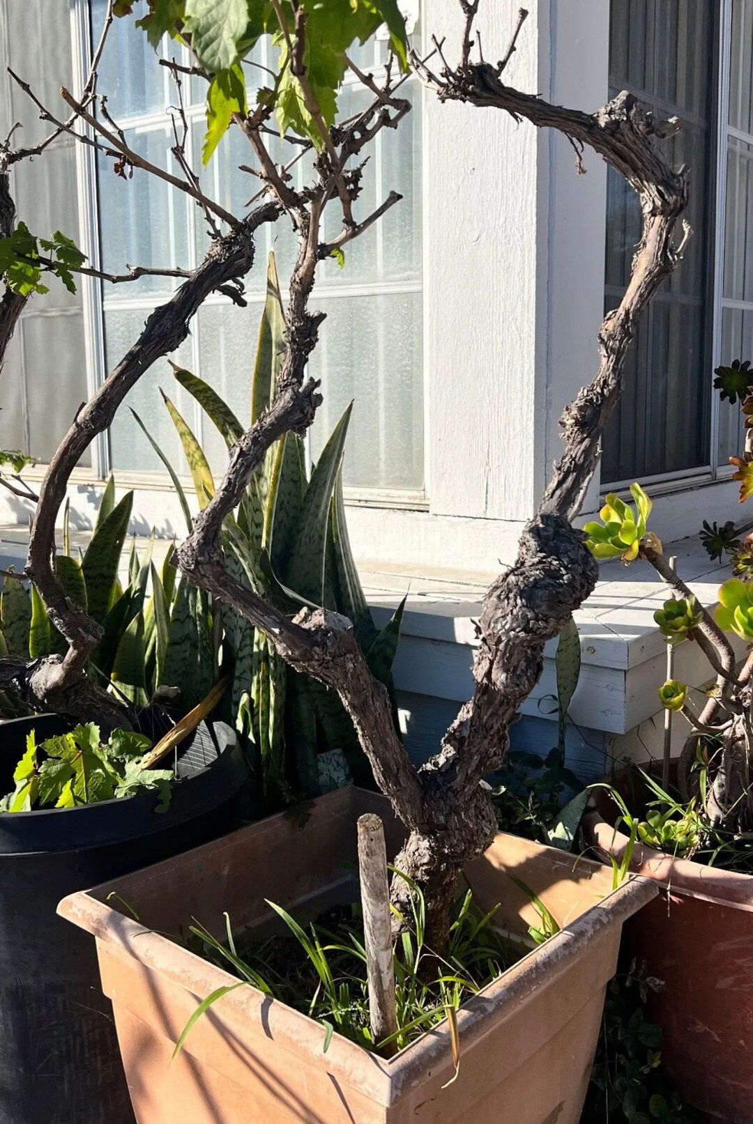 Grapevine Bonsai Tree Vitis Vinifera Bonsai Tree 45 Years Old - Etsy