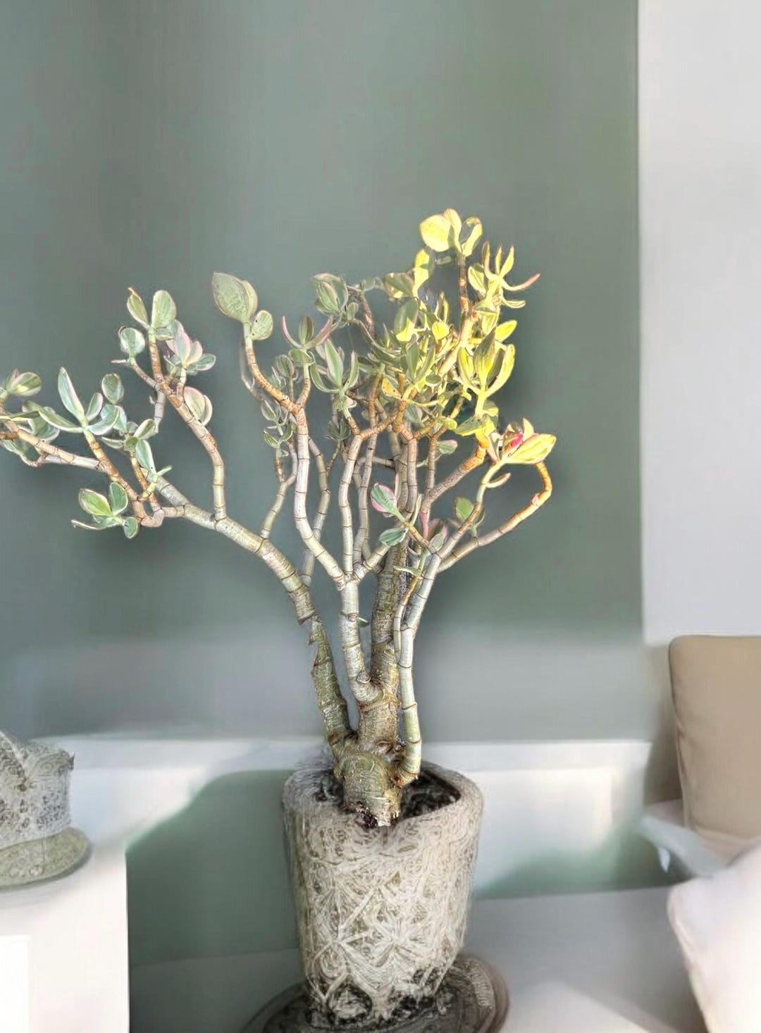 Crassula Ovata Tricolor Highly Variegated Bonsai Tree 35 Years Old - Etsy