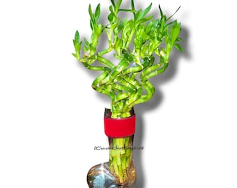 Lucky Bamboo Glass Vase - Etsy