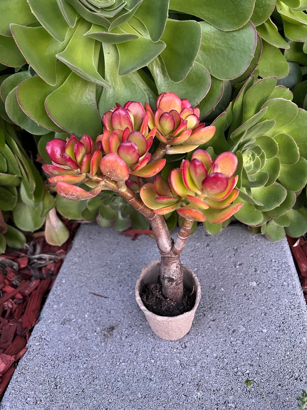 Crassula Ovata Crosby Compacta Bonsai Tree Jade Tree Lucky Tree - Etsy
