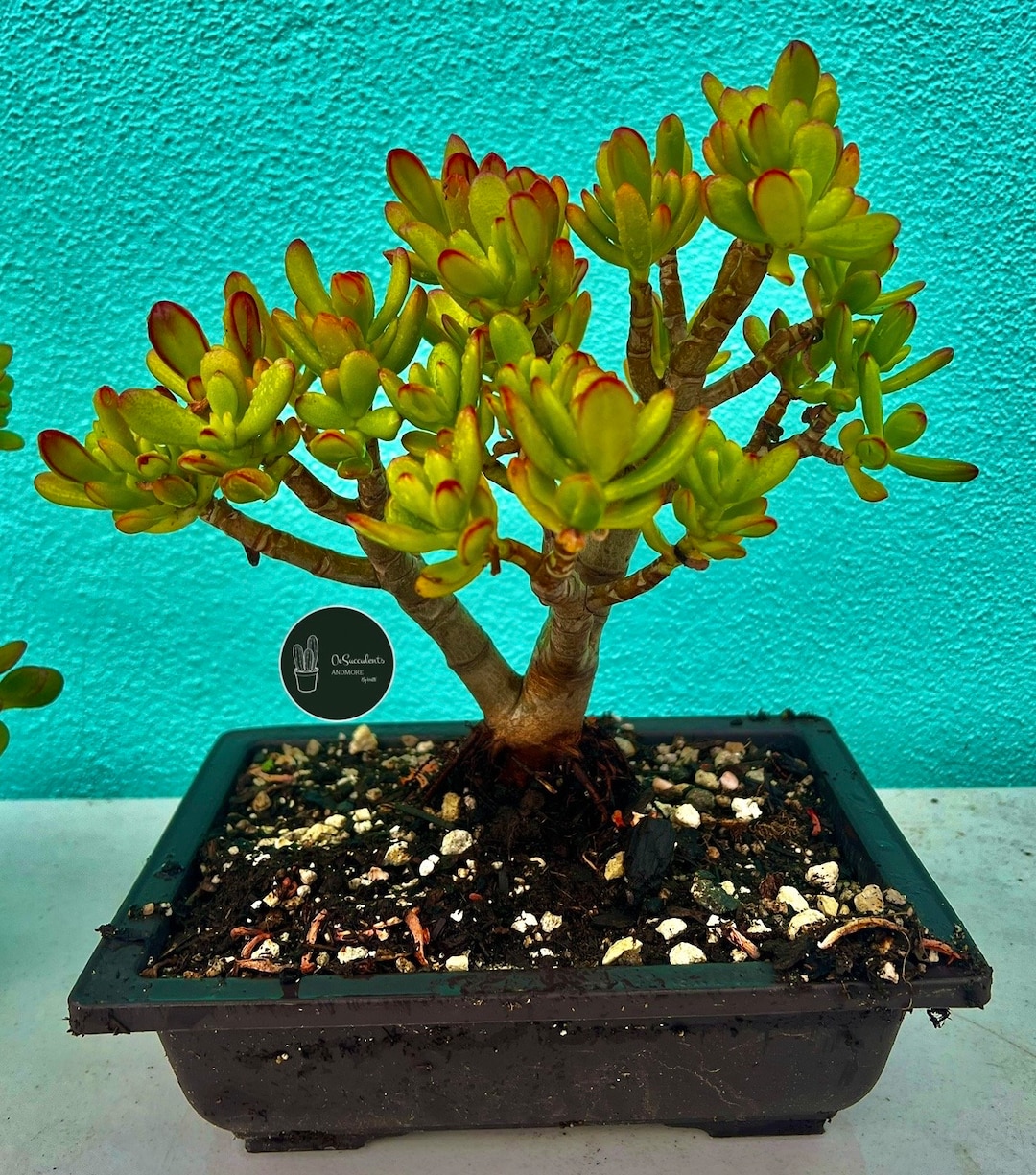Crassula Ovata Hobbit Bonsai Tree Jade Bonsai Hobbit Jade - Etsy