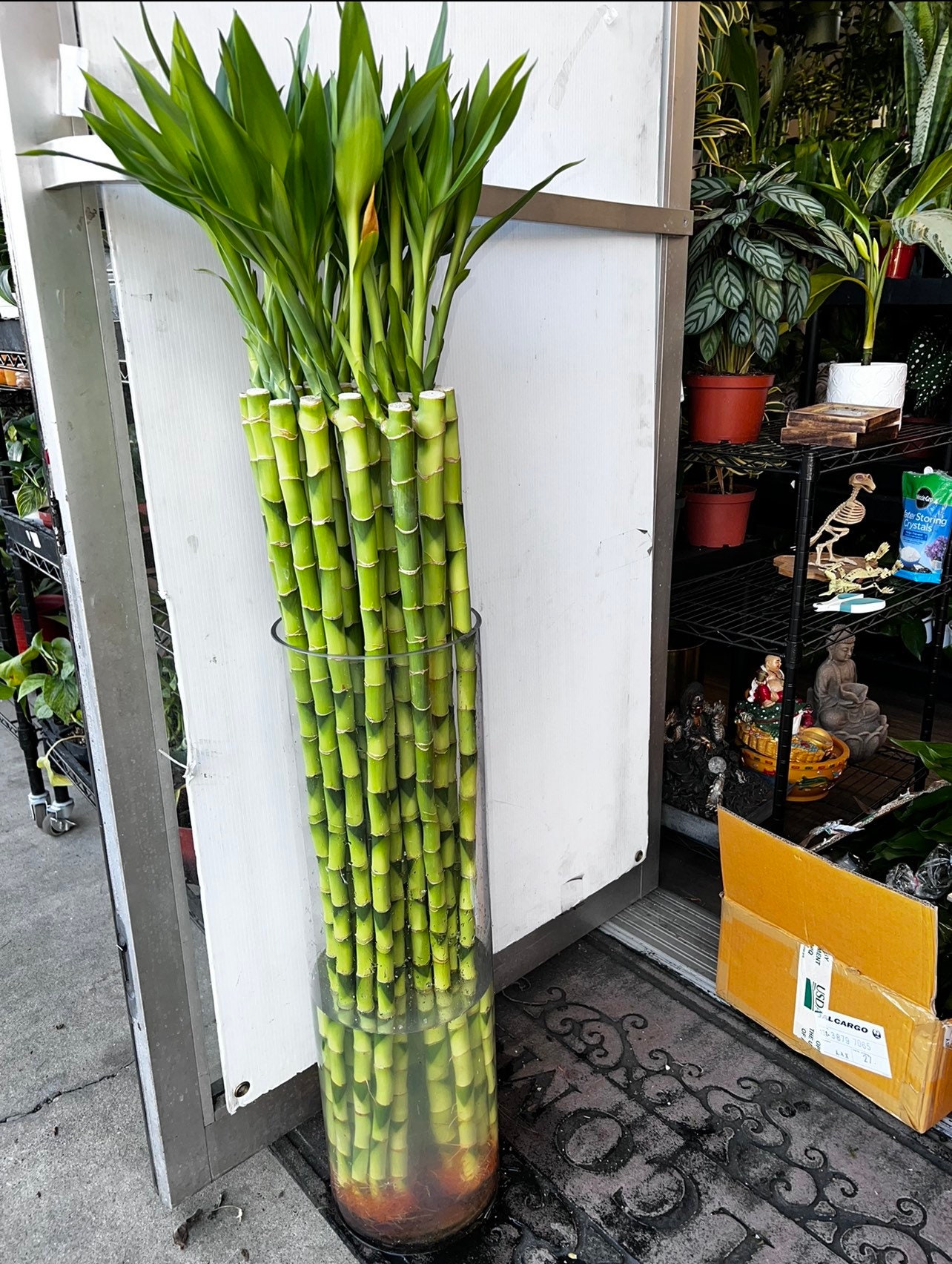 Indoor Bamboo Plant
