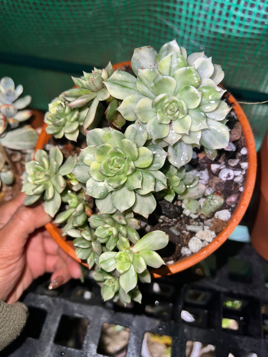 Echeveria Green Emerald Cluster Variegated Cluster Korea Succulent Rare ...