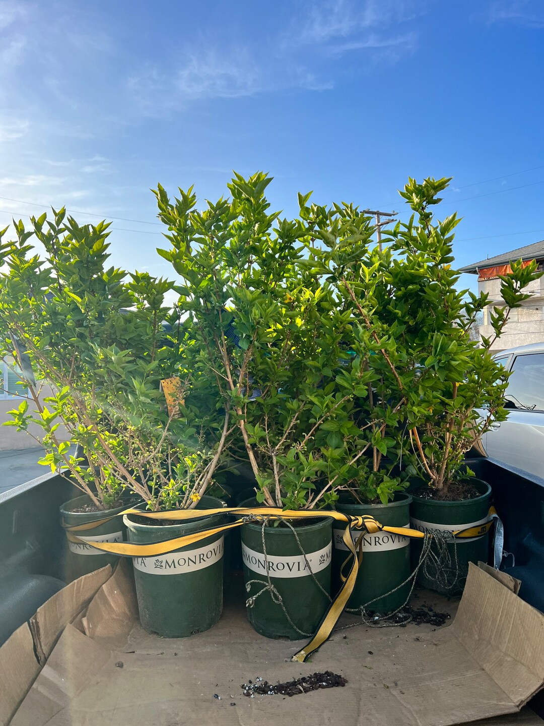 Forsythia Magical Gold Spring Flowers Limited Stock 5 Gallon - Etsy