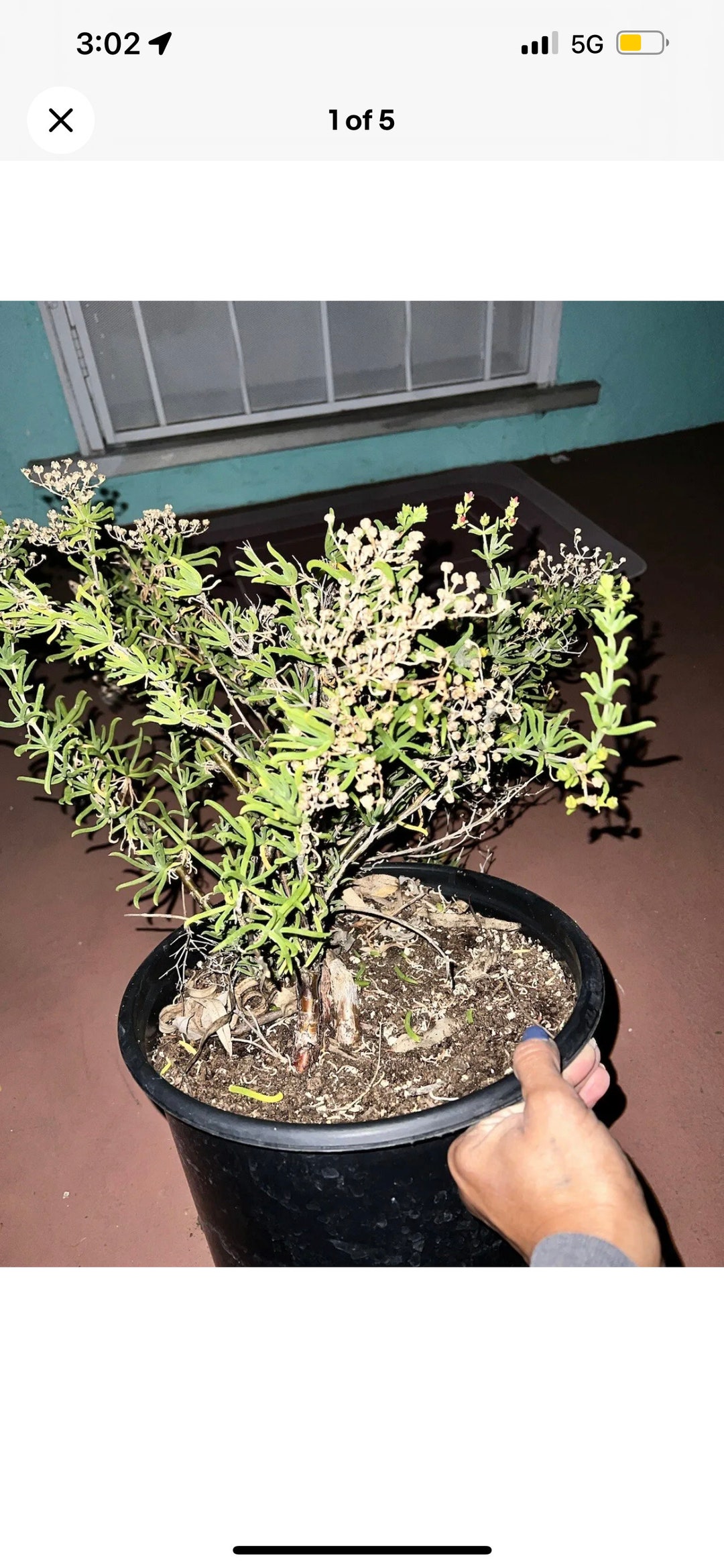 Rare Mestoklema Tuberosum Donkey Mesemb Fig Bonsai Tree - Etsy