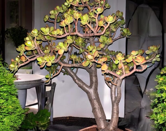 Crassula Ovata Botany Bay Bonsai Tree Jade Plant Feng Shui Plant 50 ...