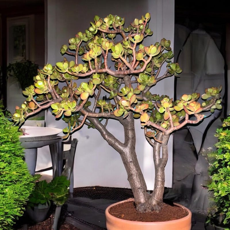 Large Jade Plant - Etsy