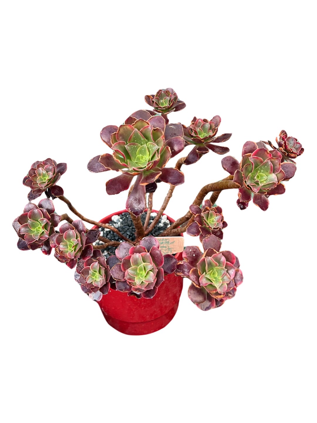 Rare Variegated Aeonium Imported in From Korea - Etsy