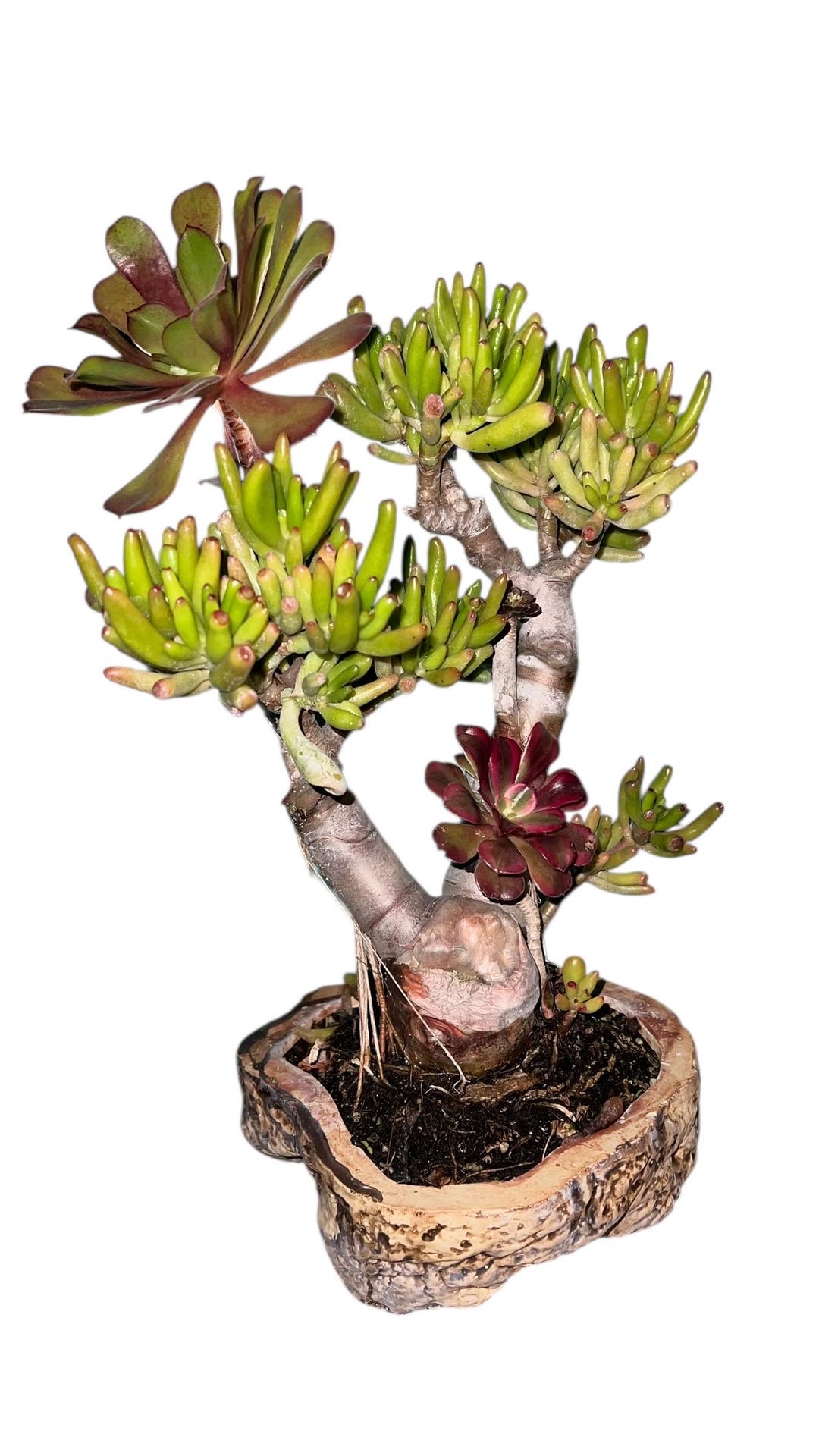Rare Crassula Gollum Bonsai Tree Rare Aeonium Grafted 35 Years Old - Etsy