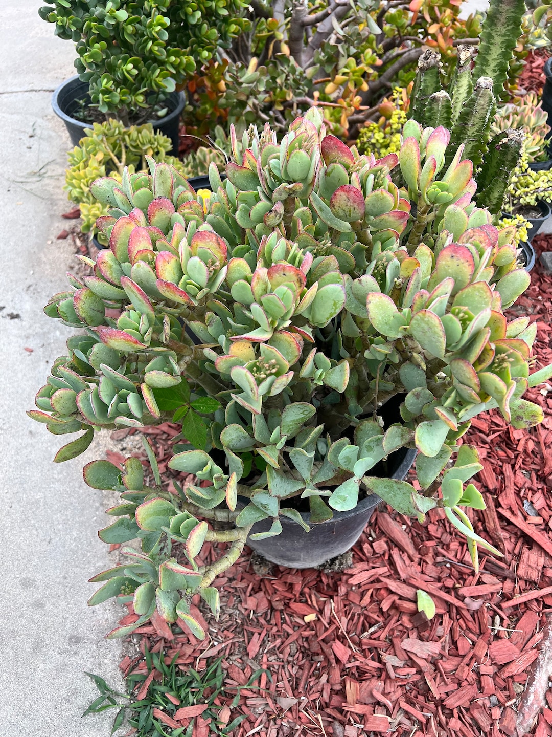 Rare Crassulablue Bird Hybrid of Crassula Ovata Crassula - Etsy
