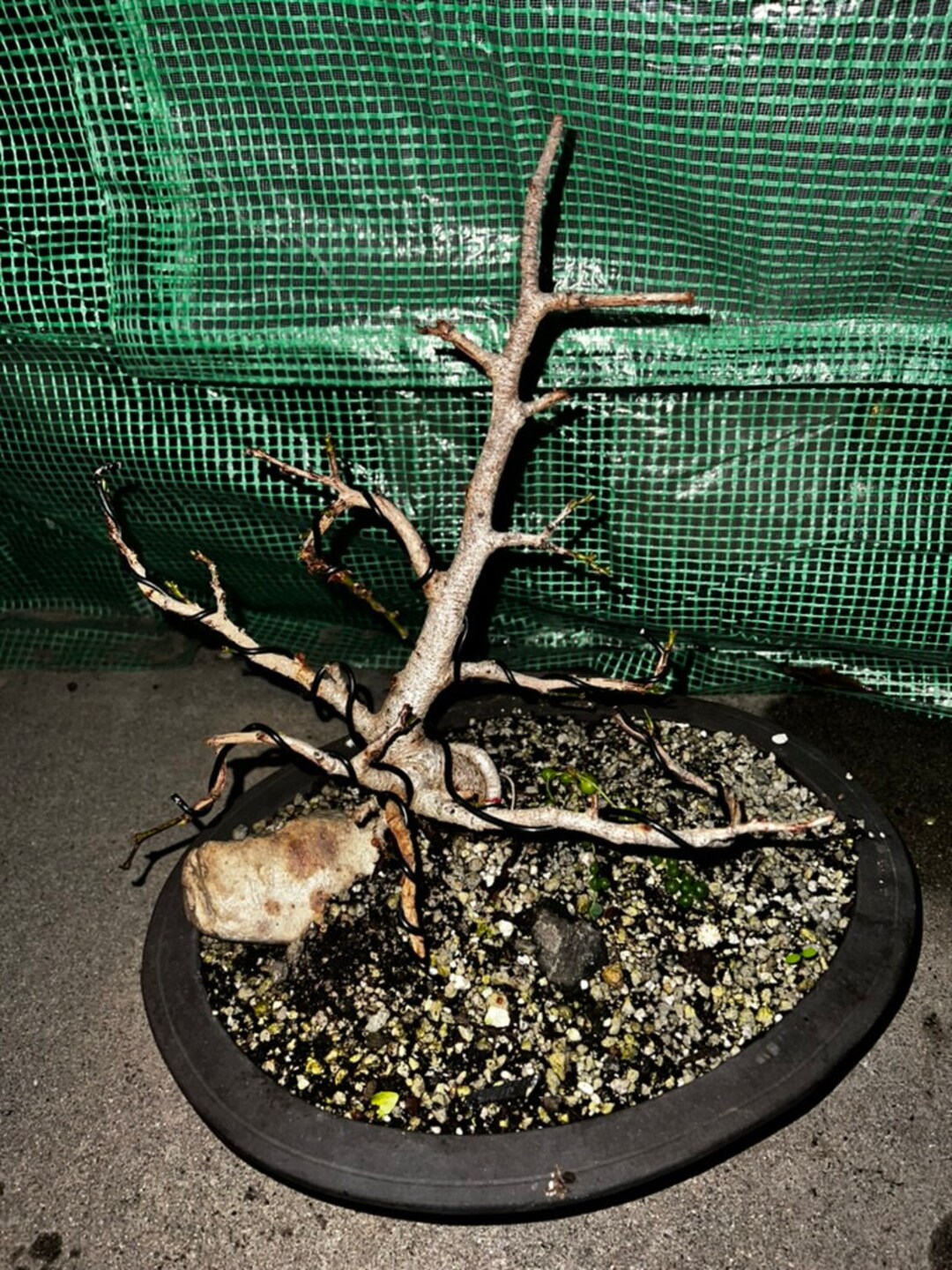 Schotia Brachypetala Fuchsia African Walnut Weeping Boer-bean Bonsai ...