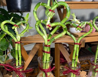 Bamboo Heart Plant - Etsy