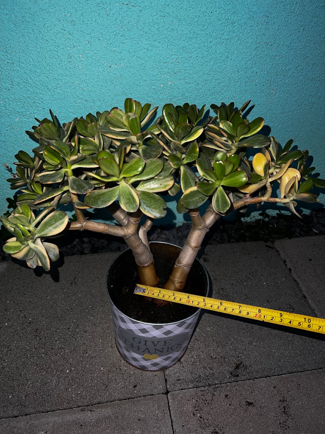 Crasulla Ovata Akai Lancaster Lemon N Lime Variegated Bonsai Tree - Etsy