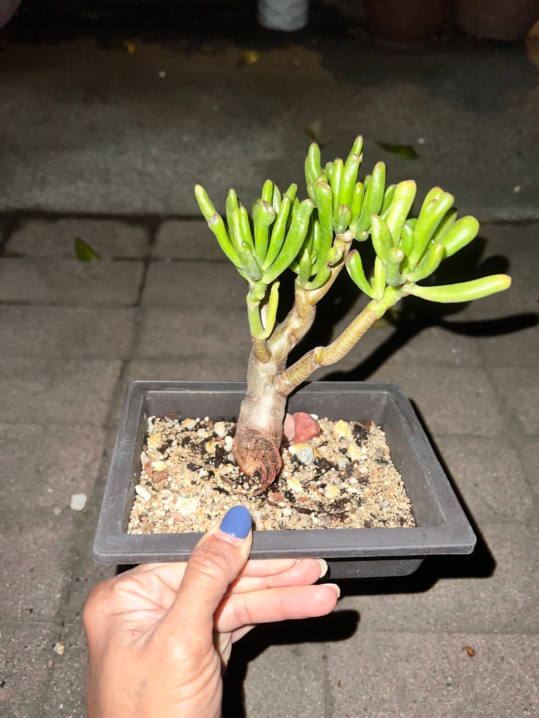 Crassula Ovata Gollum Bonsai Tree Jade Plant Succulent Plant - Etsy