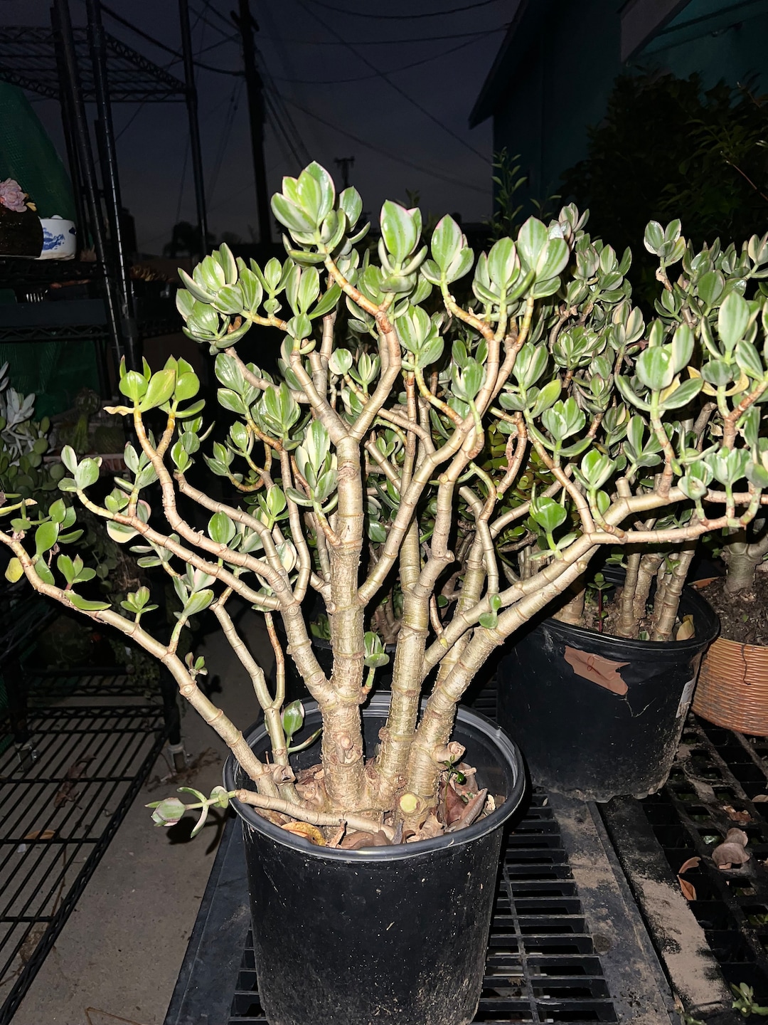 Rare Crassula Ovata Tricolor Bonsai Tree Variegated Crassula Ovata ...