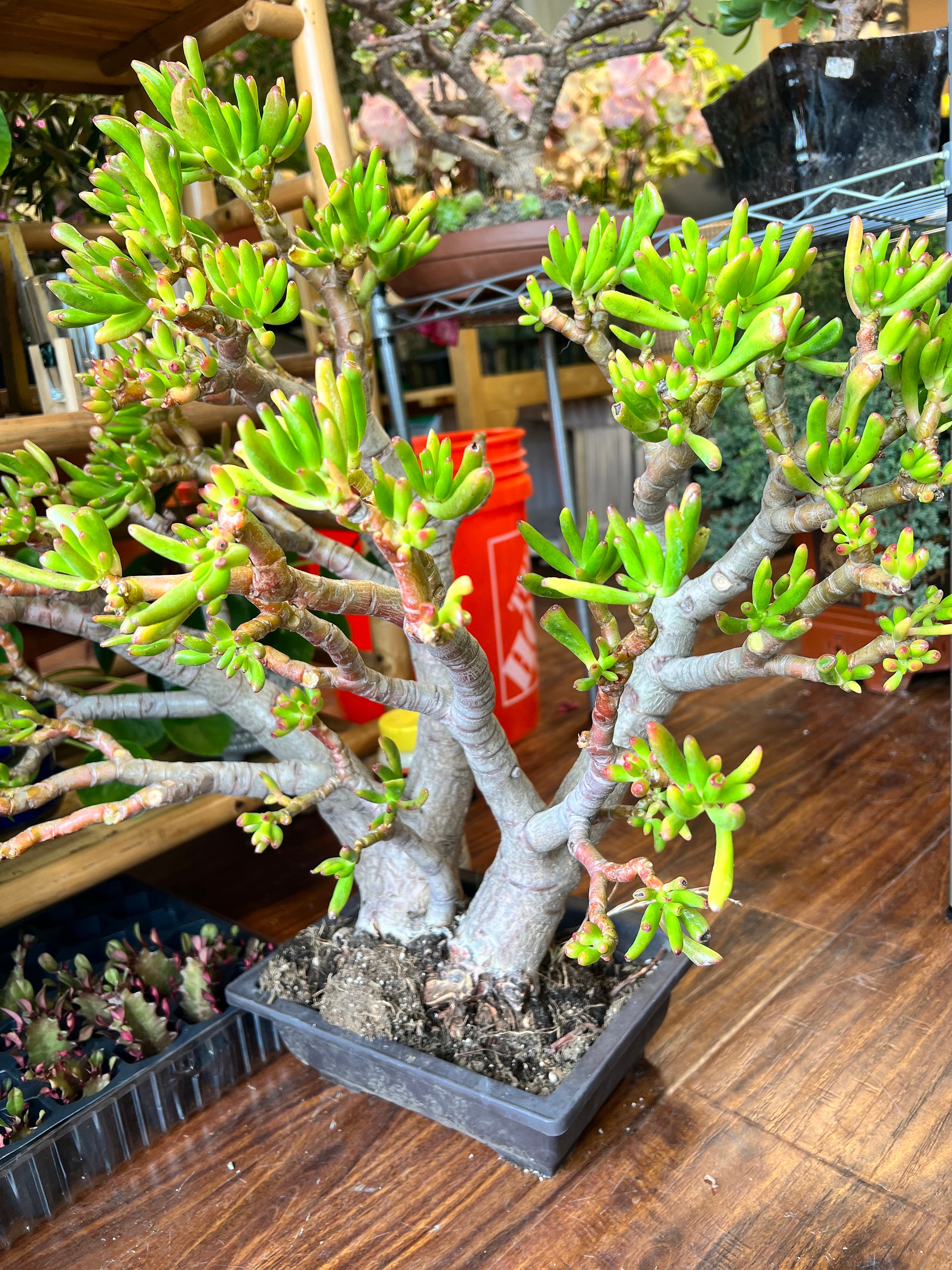 Crassula Ovata Bonsai