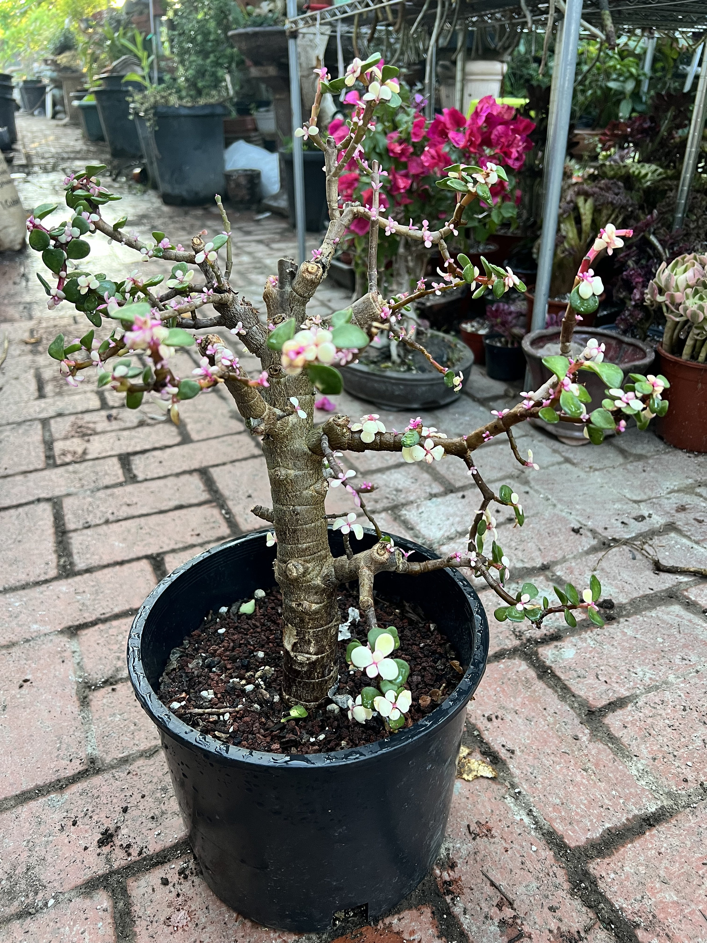 Bougainvillea Bonsai Stump