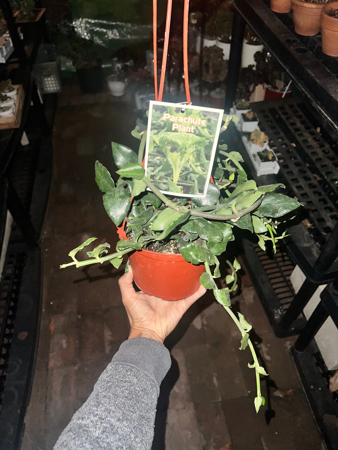 Rare Parachute Plant Ceropegia Sandersonii Succulent Trailing - Etsy