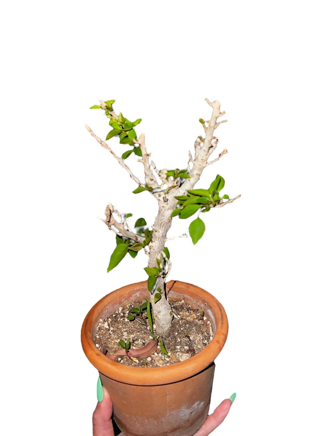 Bougainvillea Variegated Bonsai Tree 15 Years Old - Etsy