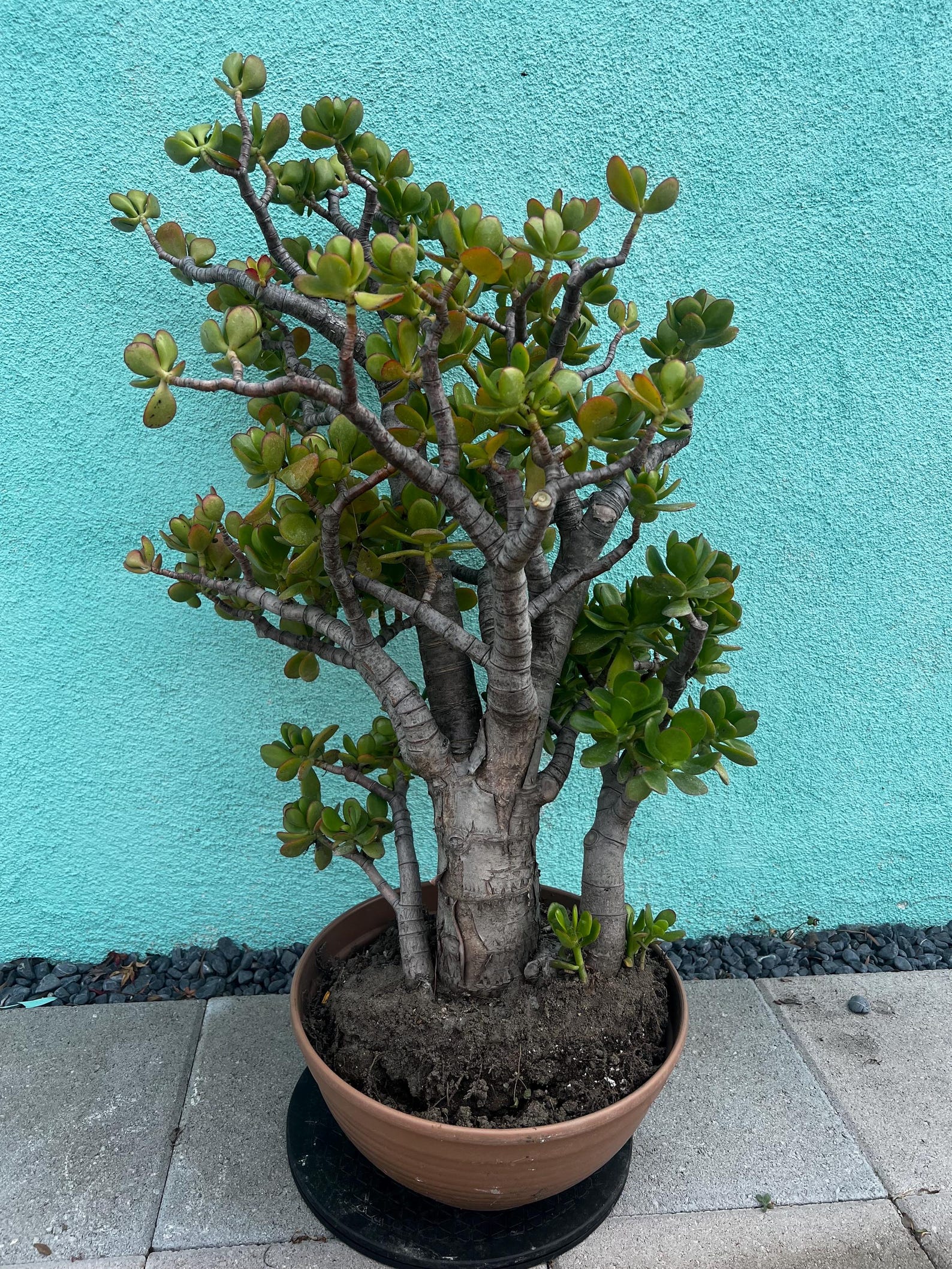 Crassula Ovata Botany Bay Bonsai Tree Jade Plant Feng Shui Plant Over ...