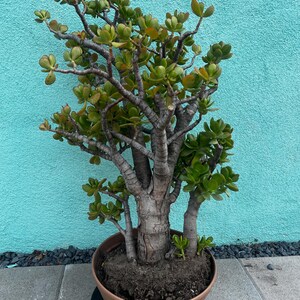 Crassula Ovata Botany Bay Bonsai Tree Jade Plant Feng Shui Plant Over ...