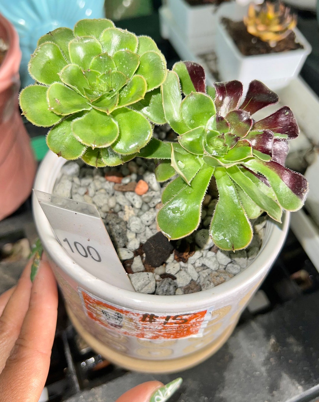Aeonium Big Bang Variegated Aeonium Rare Succulent - Etsy