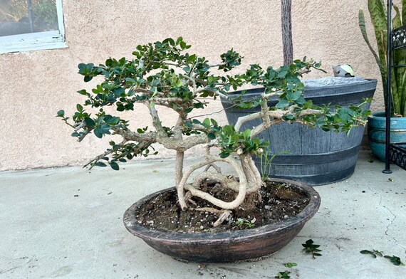 Carissa Macrocarpa Bonsai