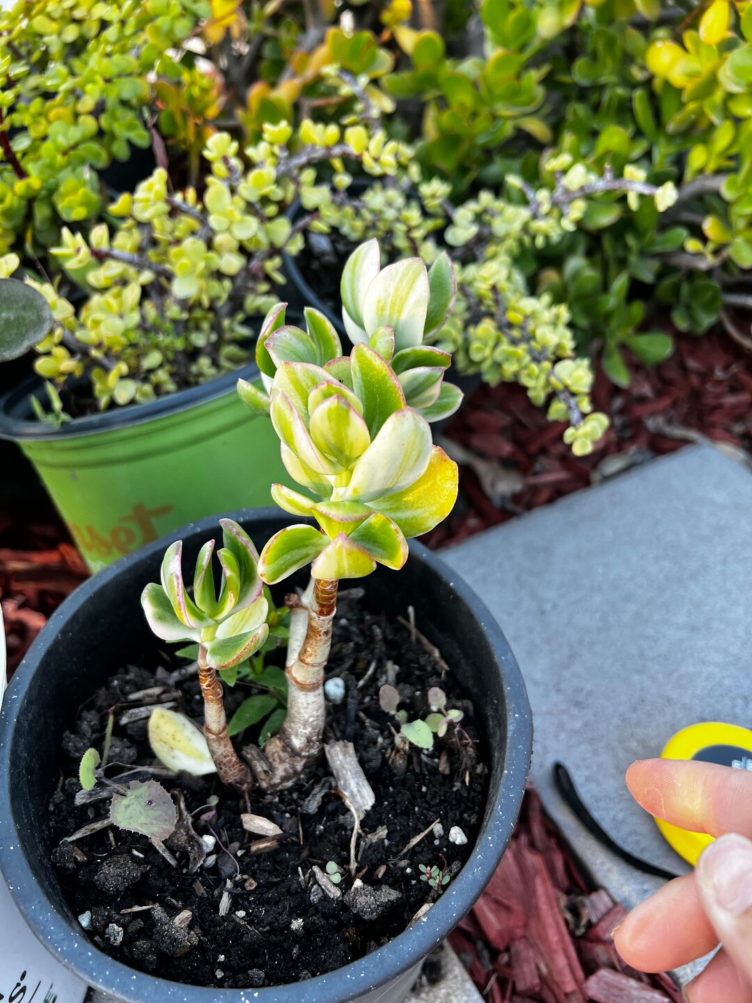 Crasulla Ovata Variegated Crassula Ovata Tricolor Jade Tree Money Tree ...