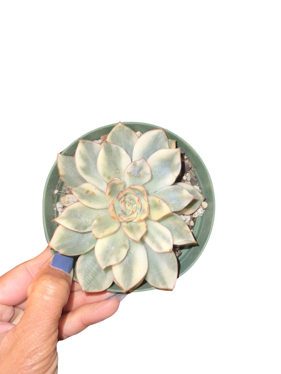 Rare Echeveria Esther Variegated Korean Succulent Rooted - Etsy