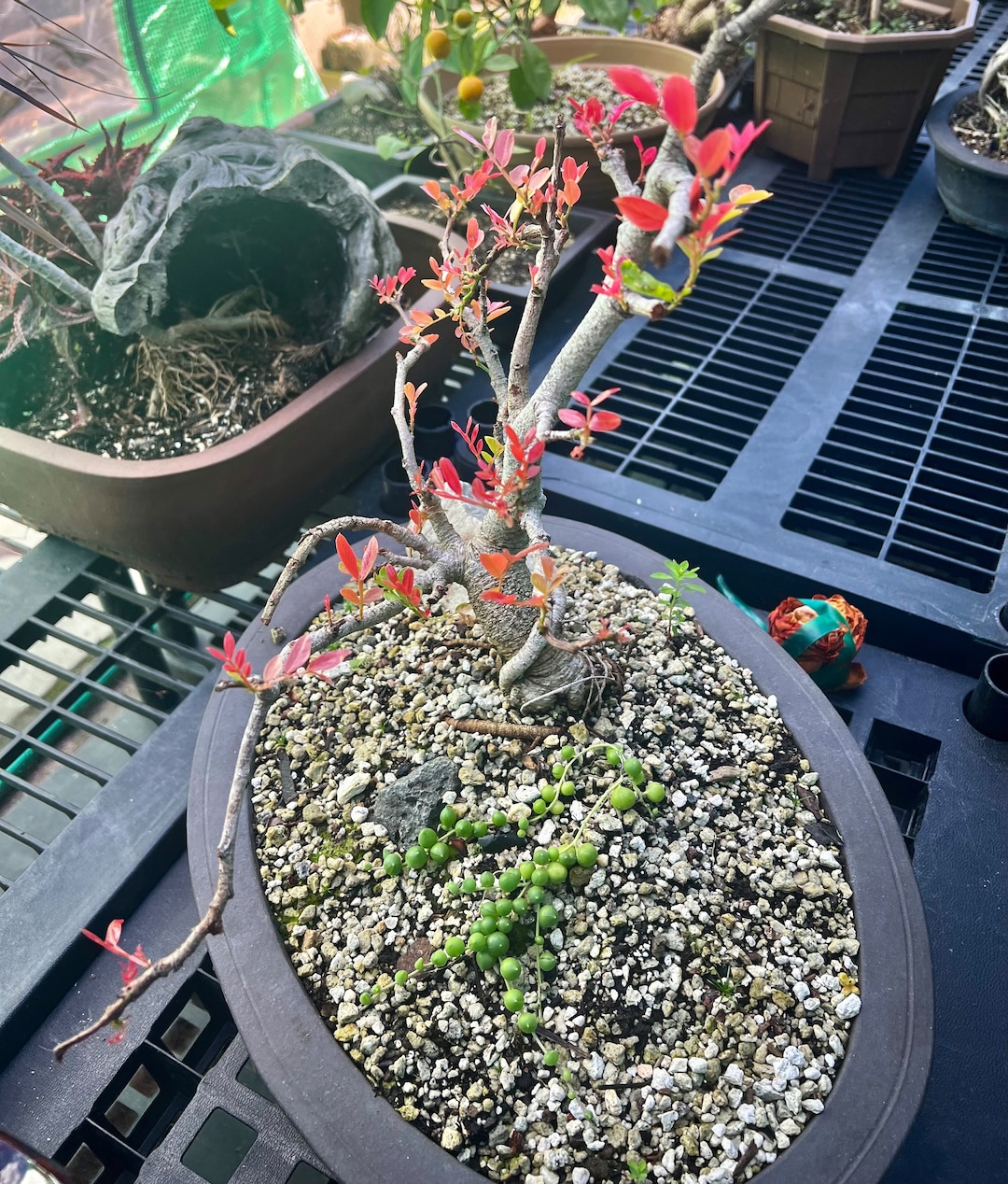 Rare Schotia Brachypetala Fuchsia African Walnut Weeping Boer-bean ...